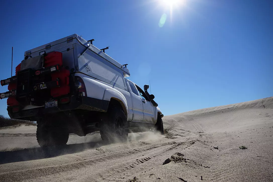 Tacoma terrestre Hábitat 2