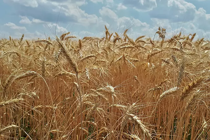 מילון מונחים של וויסקי: 50 מונחי בורבון שכדאי לדעת 15820_9