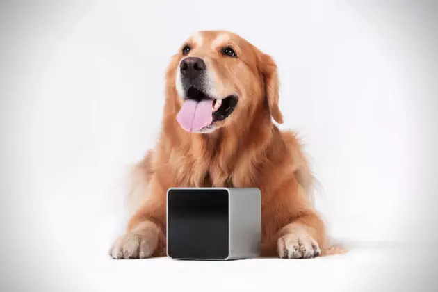 Petcube 4