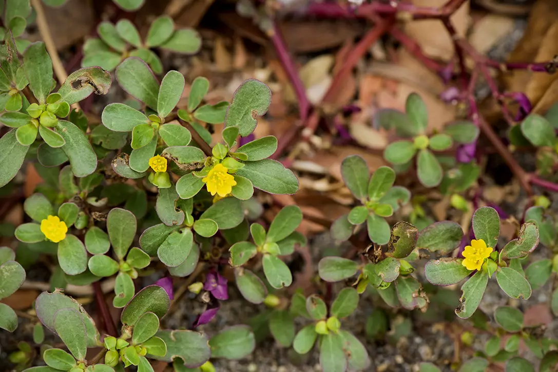 Eat Your Greens: 15 Best Edible Wild Plants 18191_14