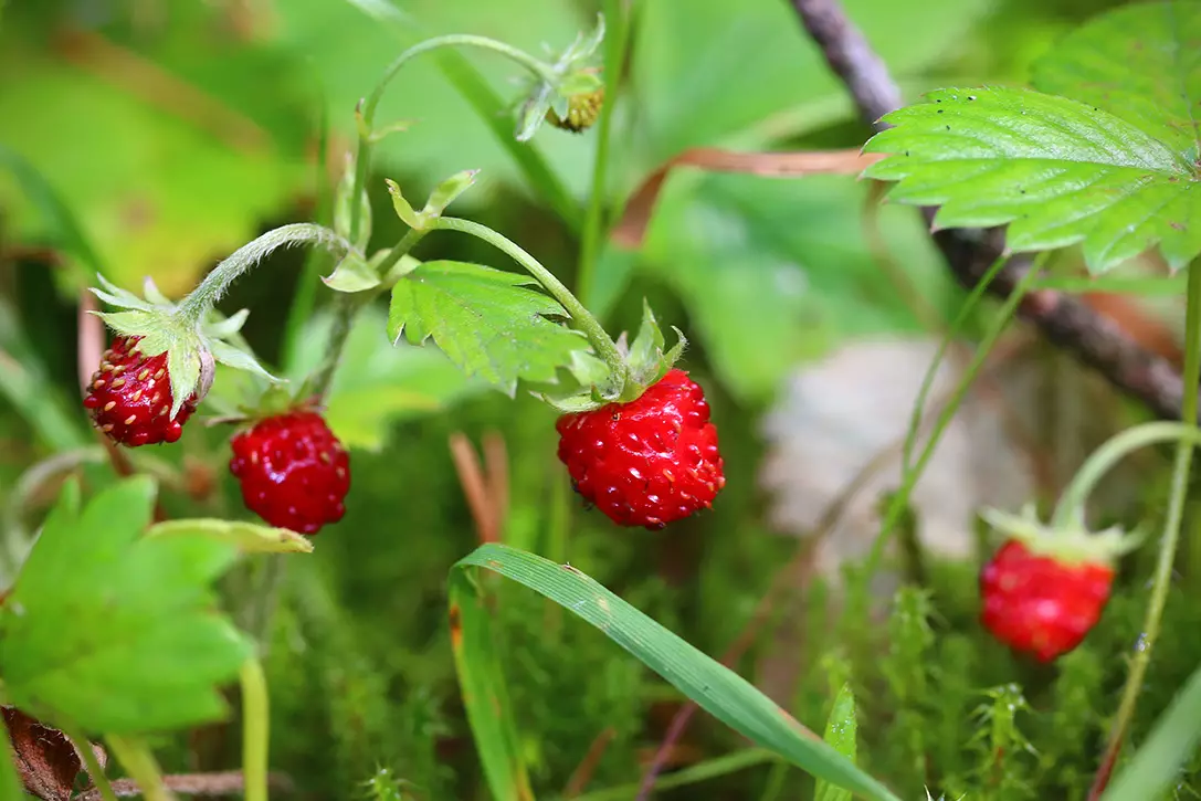 Eat Your Greens: 15 Best Edible Wild Plants 18191_4