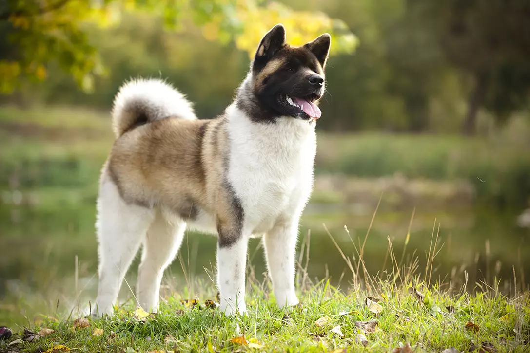 12 Anjing Pengawal Paling Apik Kanggo Perlindhungan 1840_1