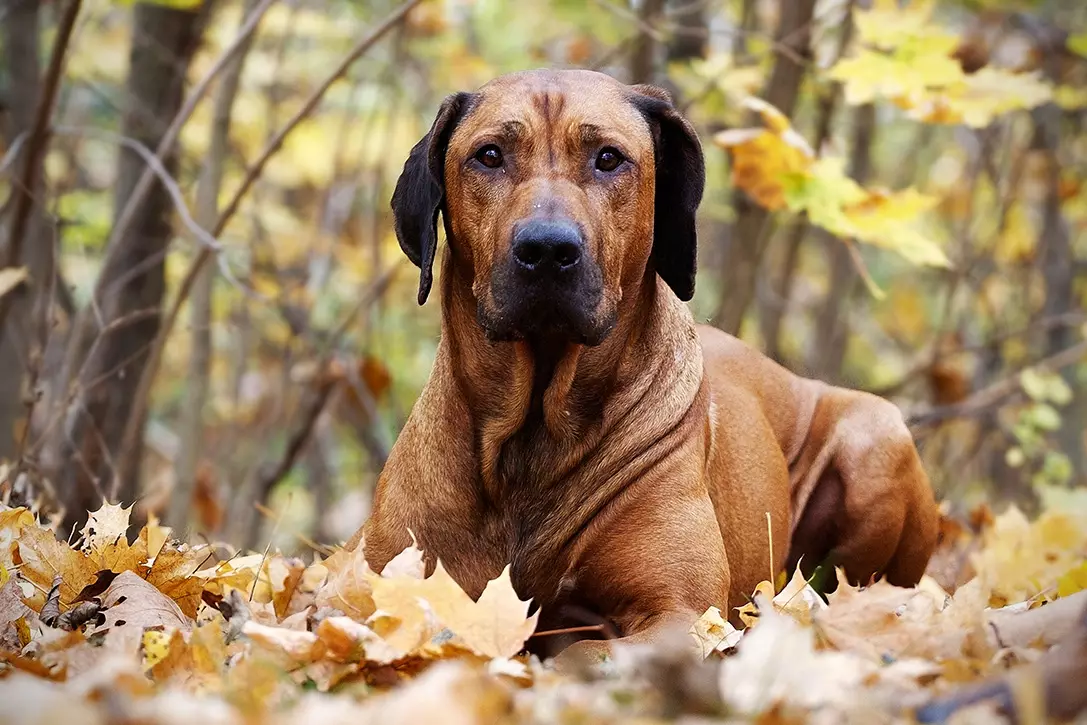 12 Anjing Pengawal Paling Apik Kanggo Perlindhungan 1840_10