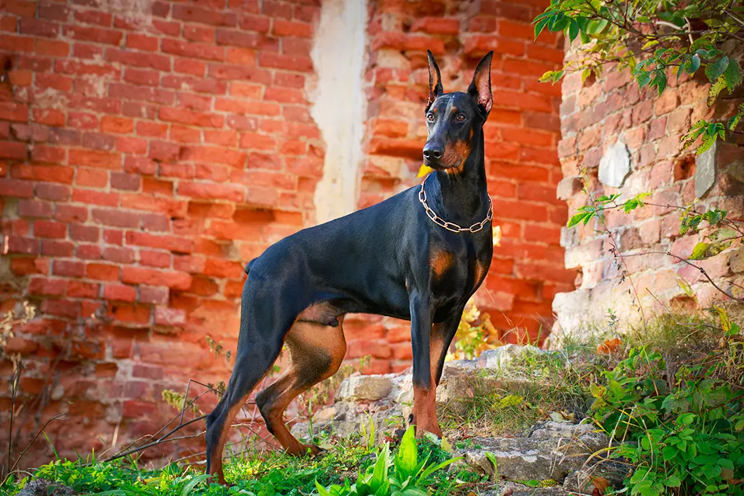 12 Anjing Pengawal Paling Apik Kanggo Perlindhungan 1840_5