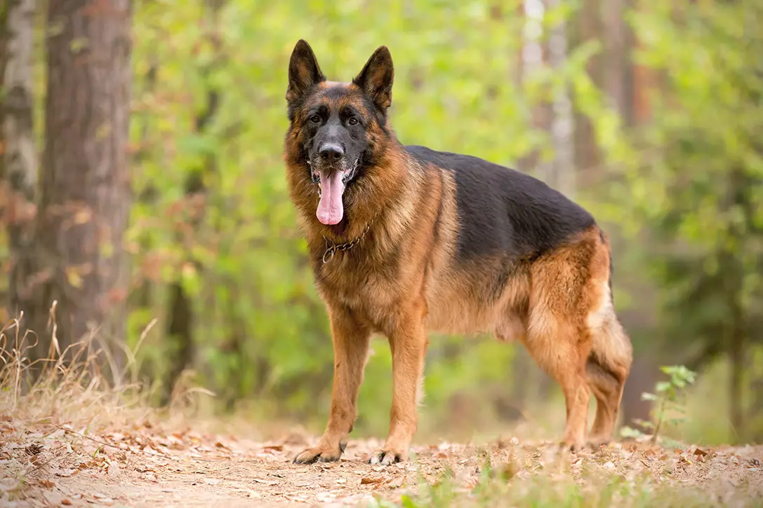 12 Anjing Pengawal Paling Apik Kanggo Perlindhungan 1840_6