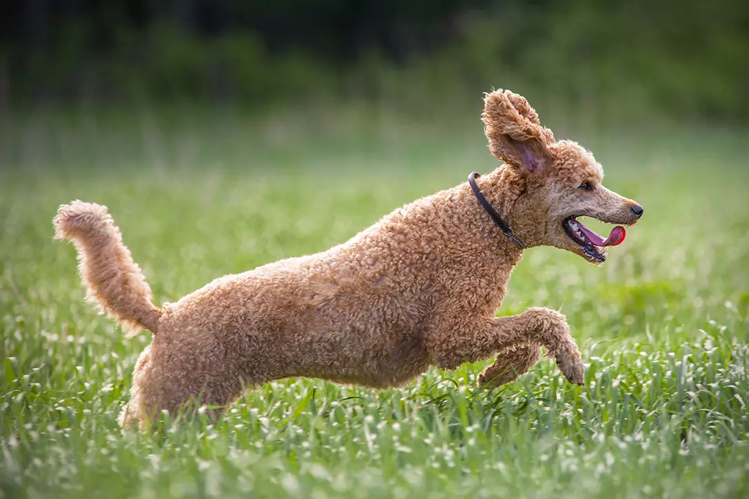 15 Baka Anjing Terbaik Untuk Pelari 1954_13