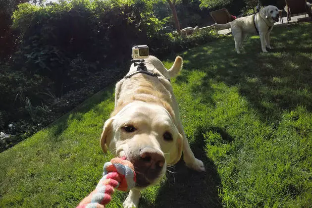 GoPro Fetch 5