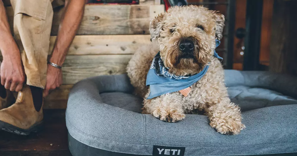 10 melhores camas de cachorro elegantes de 2022