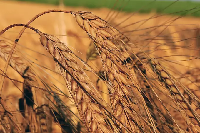 8 найкращих пшеничних бурбонських віскі, які є альтернативами Папі 331_1
