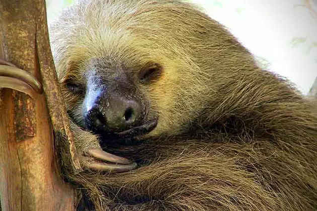 Sleeping Sloth