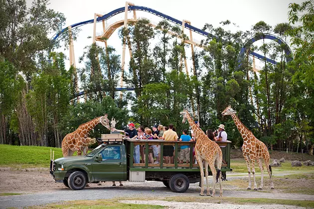 Busch Gardens פלורידה