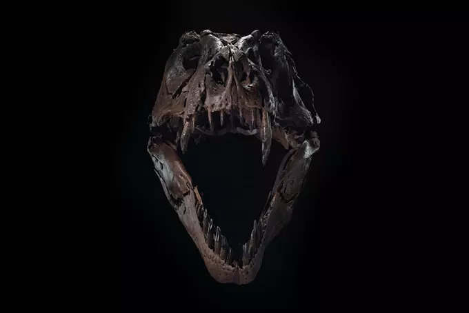 STAN Tyrannosaurus Rex Skeleton 8064_1